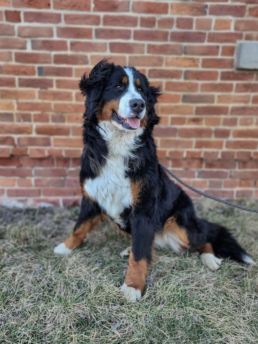 Is a Berner Right for Me? — Blackwood Acres Kennels | Bernese Mountain ...