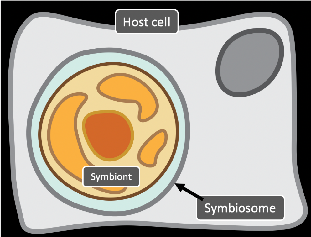 Shumpei Maruyama, PhD - NSF Postdoctoral Fellow