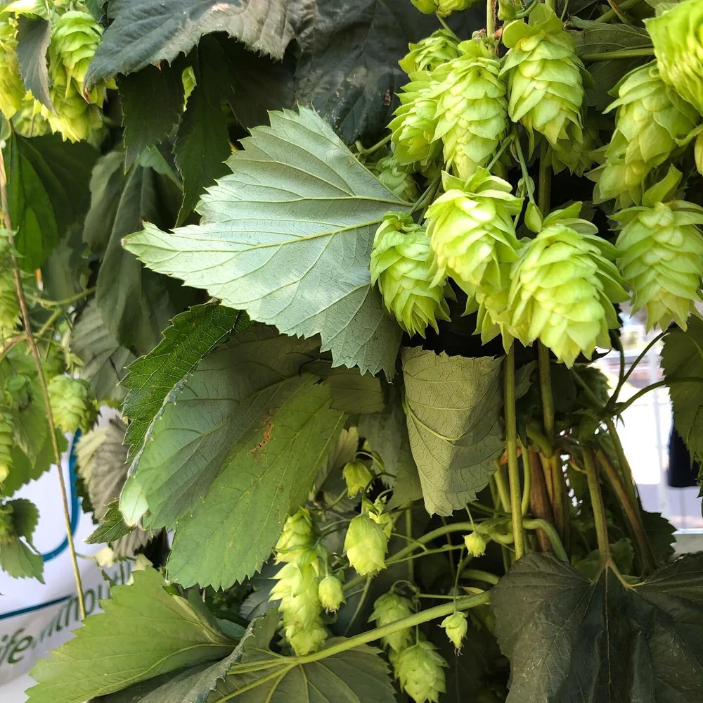 Oregon Brewers Guild