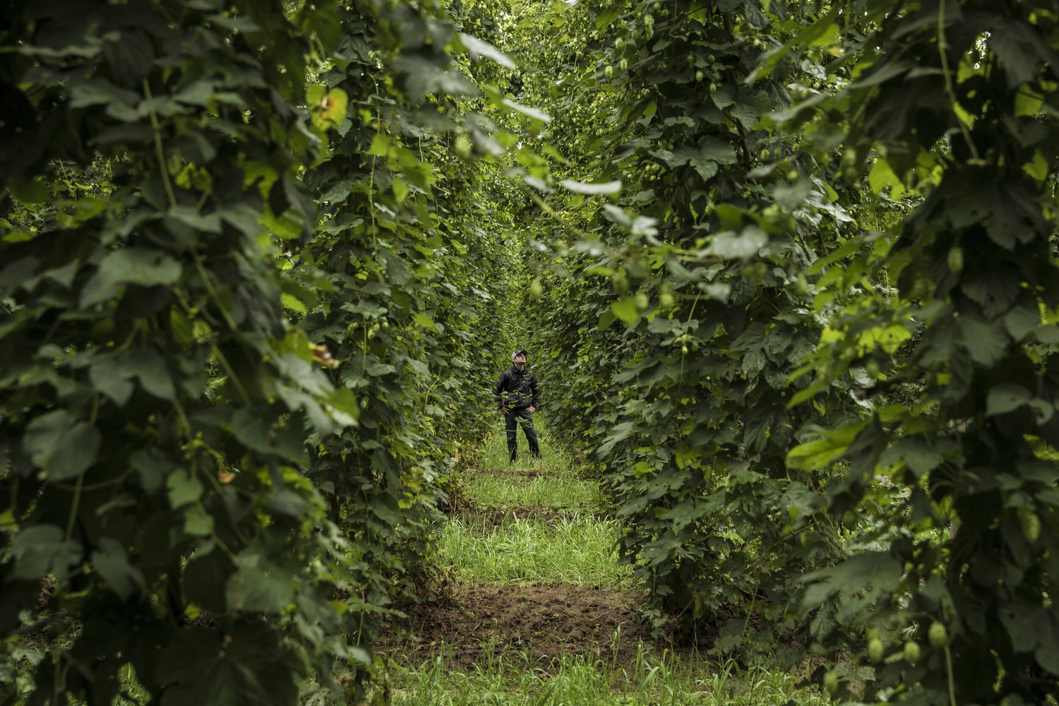 Oregon Brewers Guild ED & Board — Oregon Brewers Guild