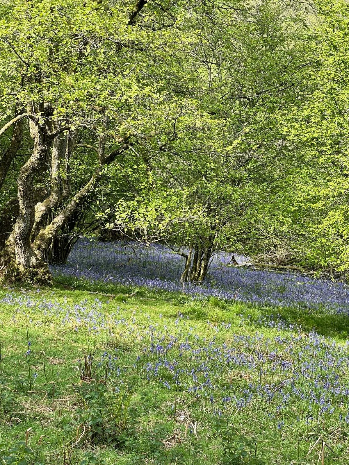 Court & Proberts Farms — Wye Valley Wilding