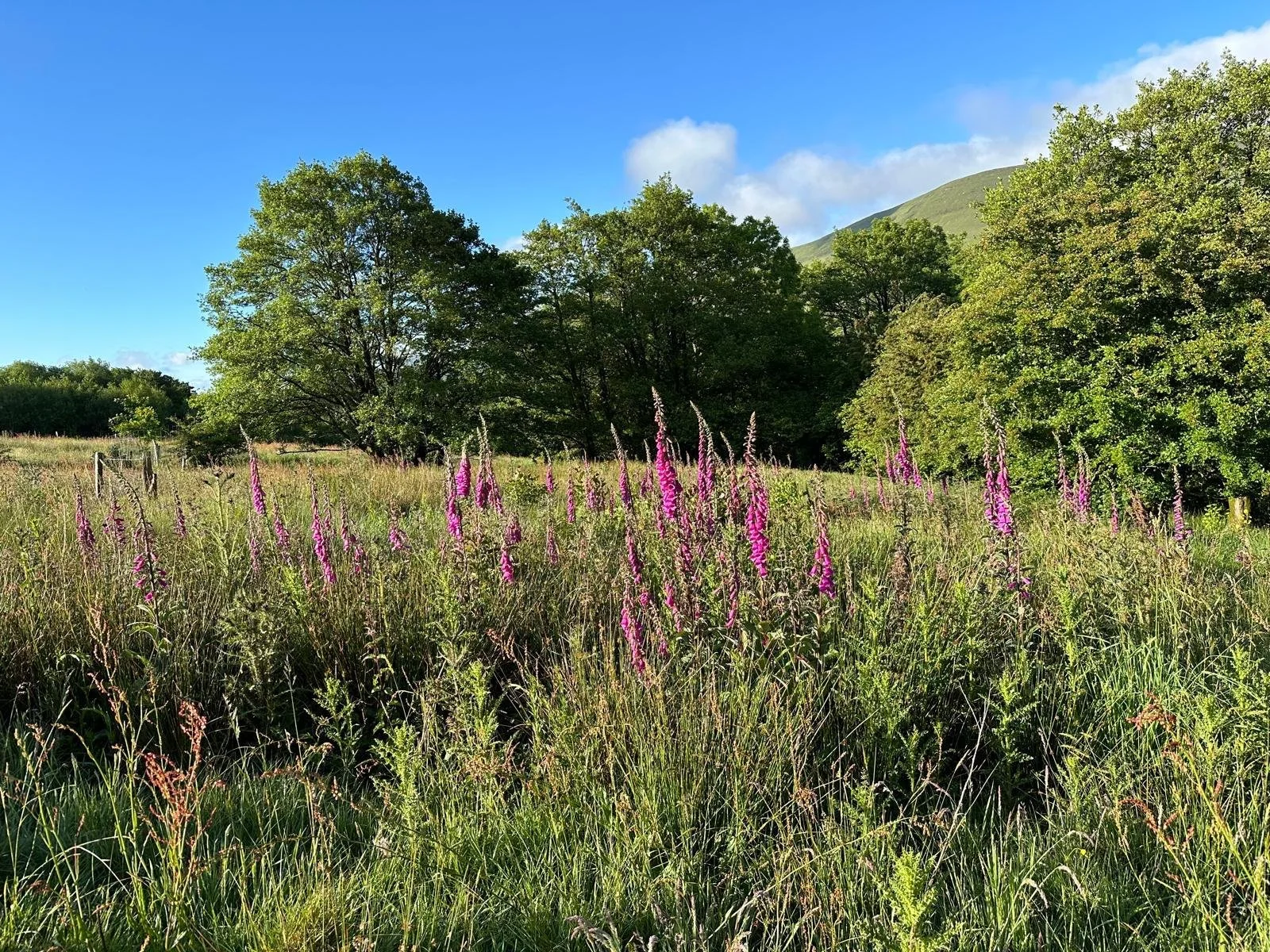 Court & Proberts Farms — Wye Valley Wilding