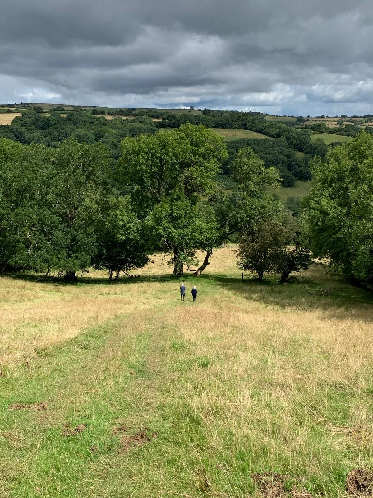 Court & Proberts Farms — Wye Valley Wilding