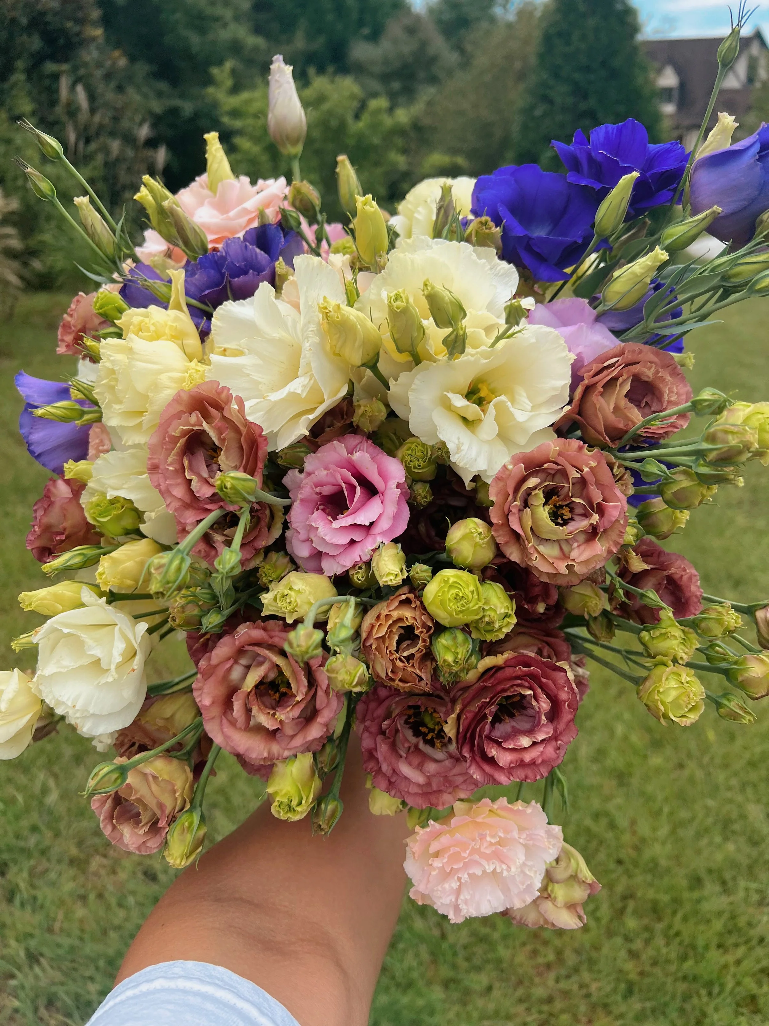 Forget Me Not Flower Farm