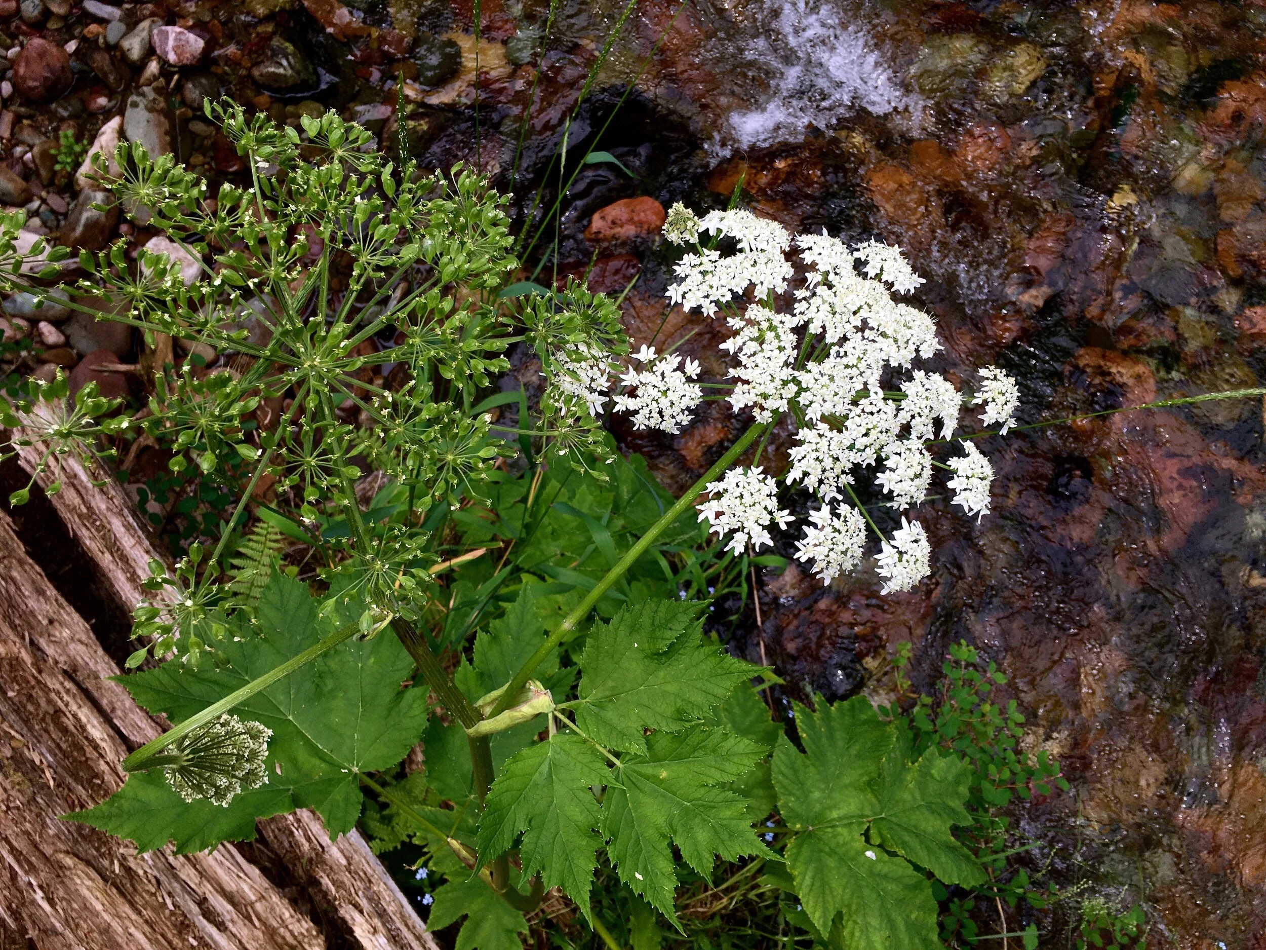 What We Do — Rattlesnake Creek Watershed Group