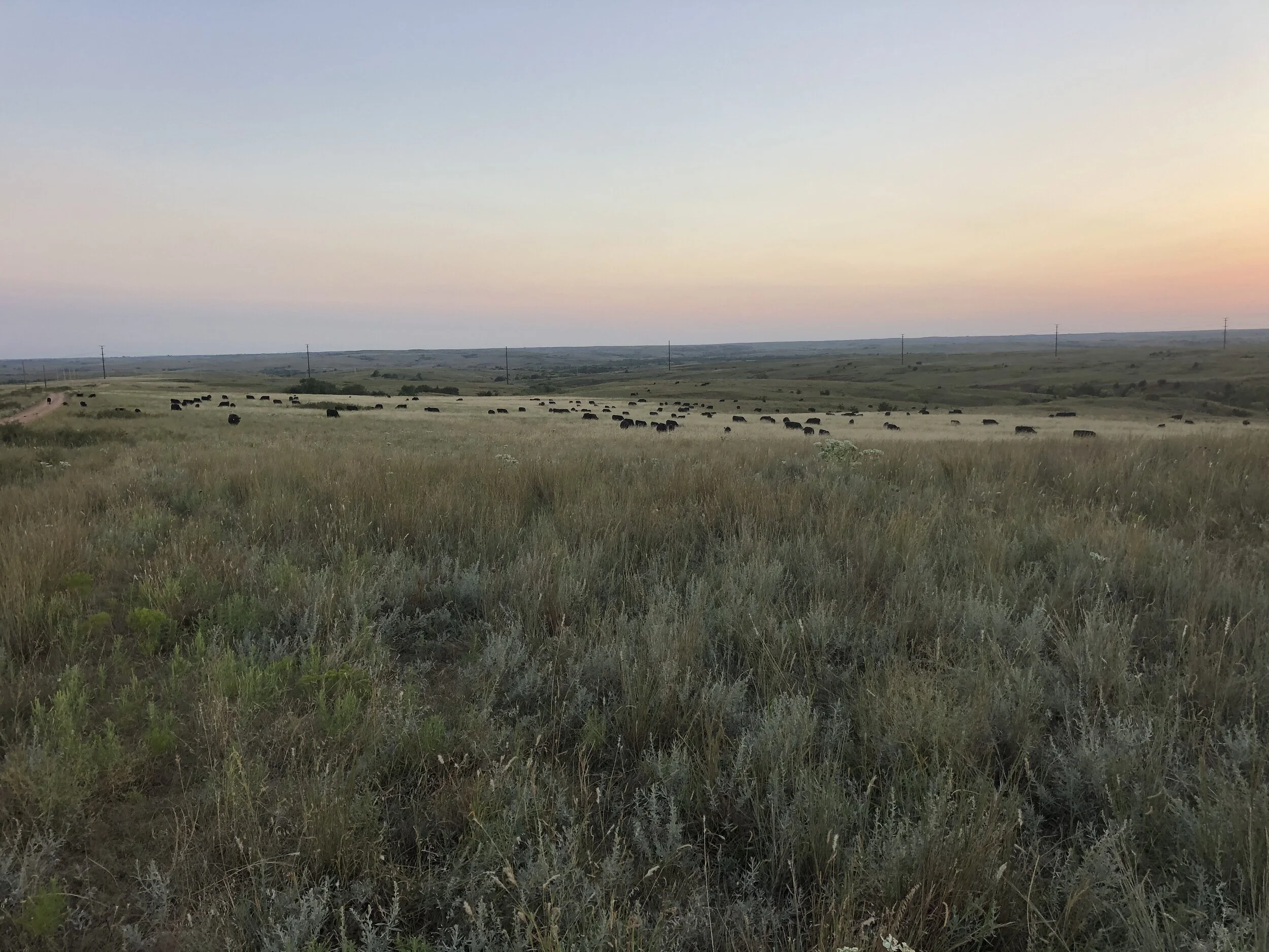 Rattlesnake Meat Company