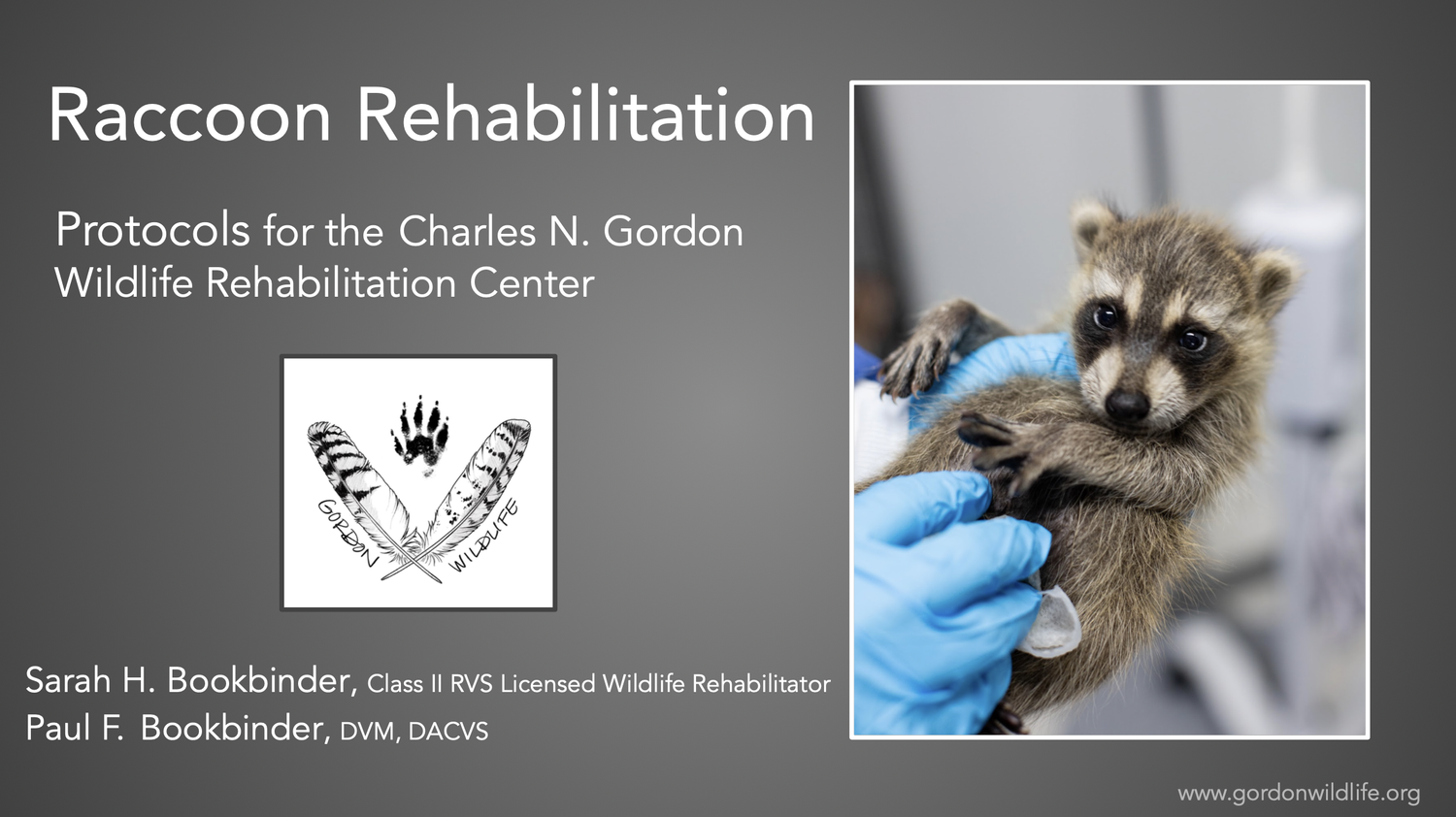 GW's Raccoon Rehabilitation Protocols — Charles N. Gordon Wildlife ...