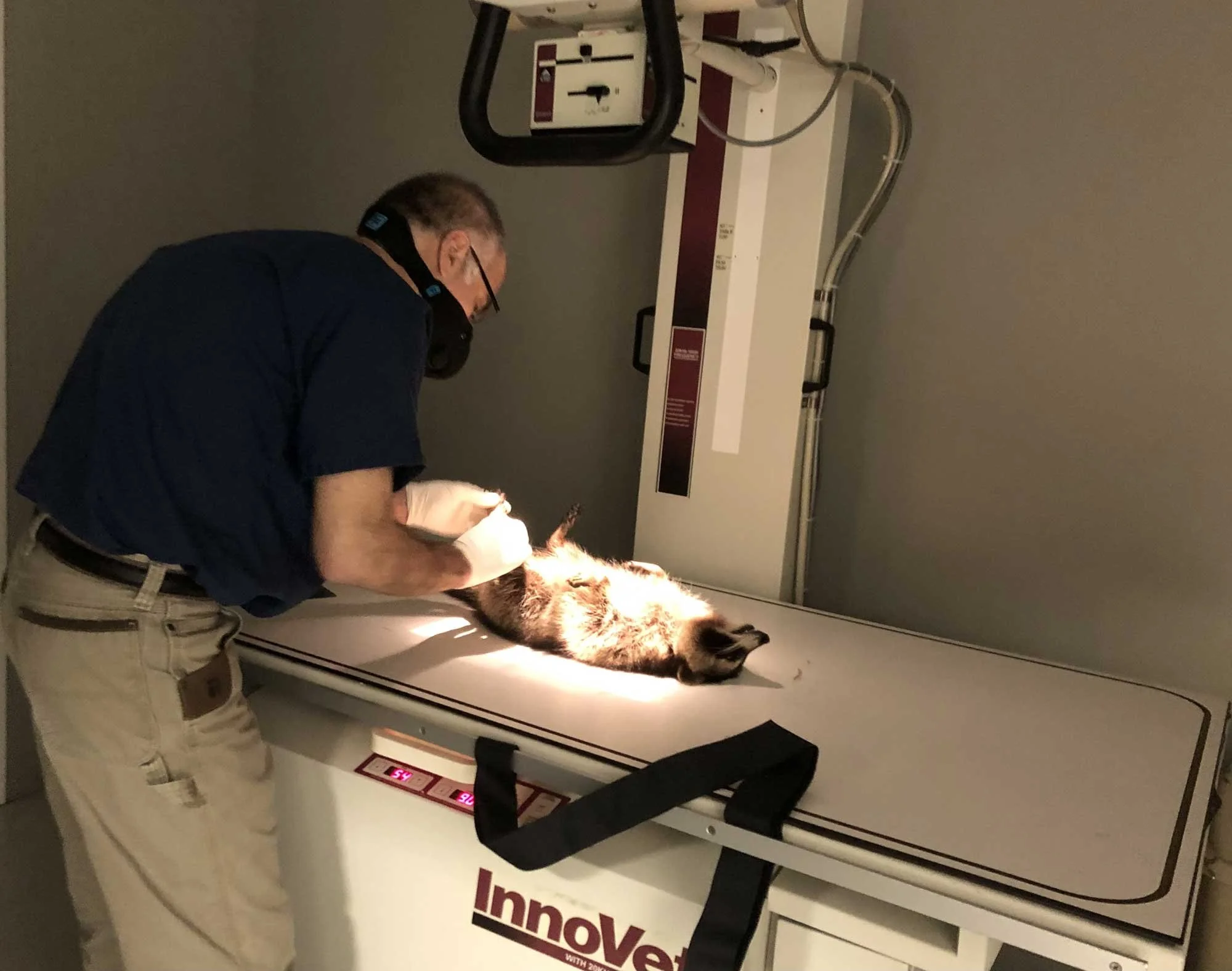 Veterinary Services — Charles N. Gordon Wildlife Rehabilitation Center