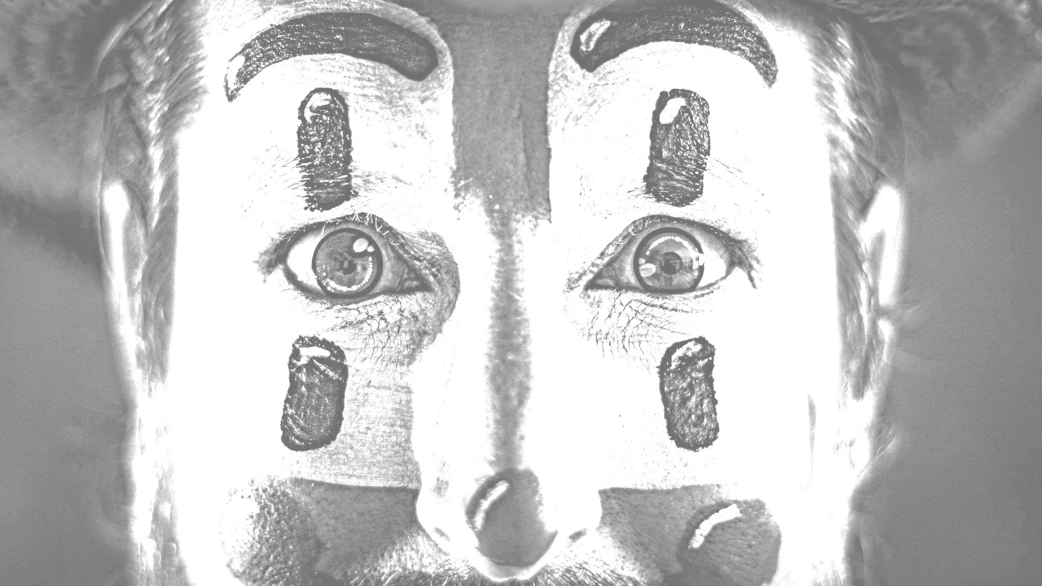 J. Thomas Photoworks