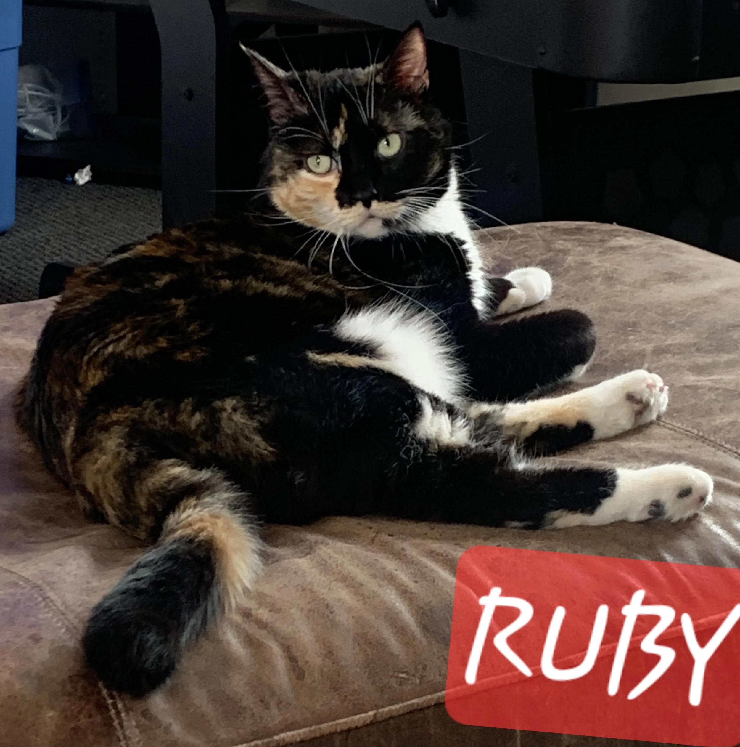 Available for Adoption — Happy Tails Cat Rescue