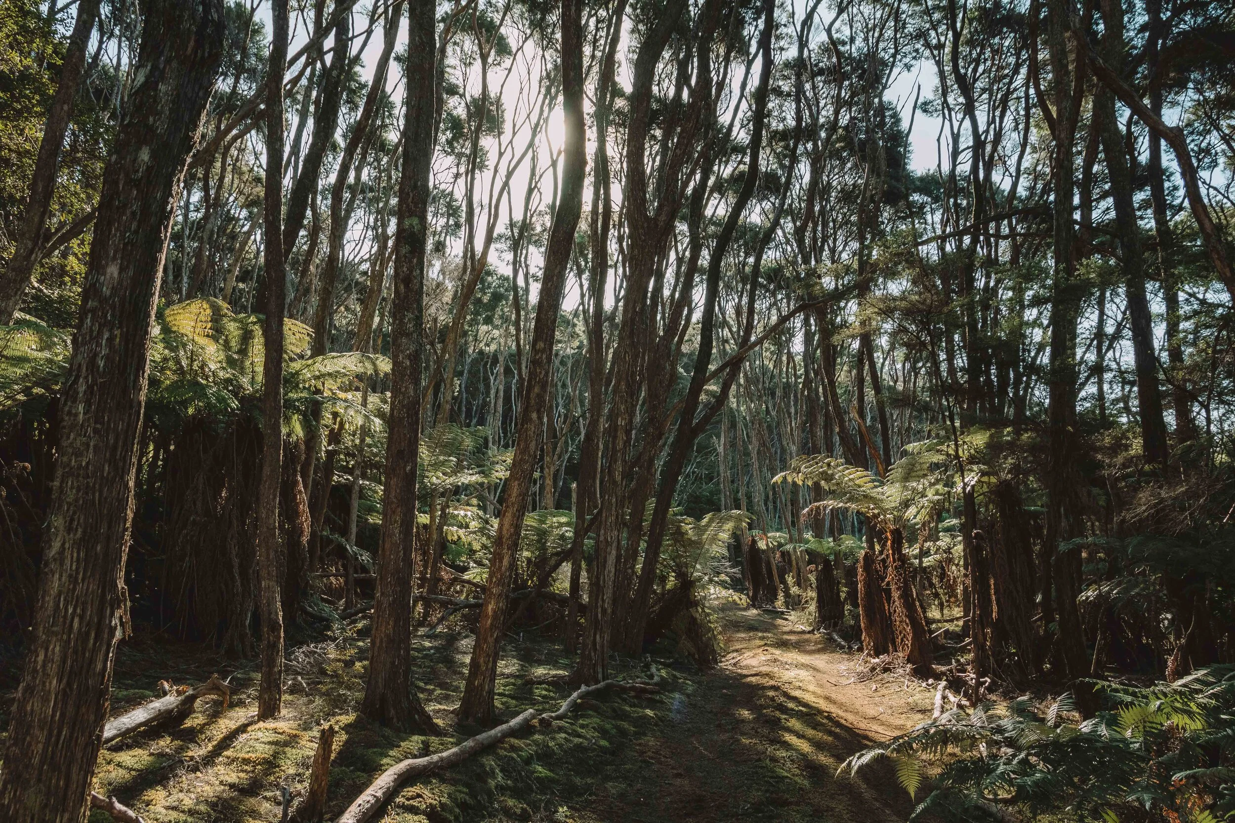 10 Cabins — Parohe