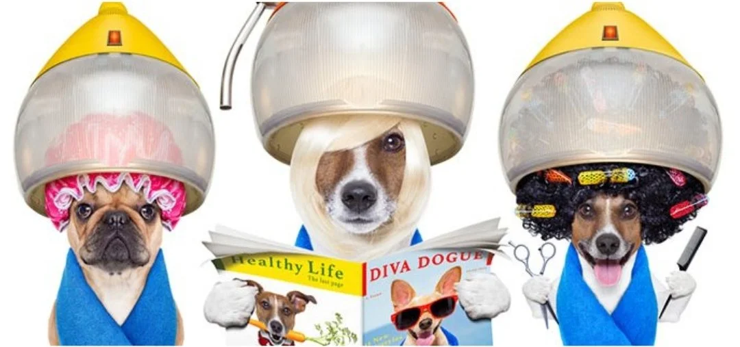 No More Dingleberries - Mobile Pet Grooming - Serving the Inland Empire ...