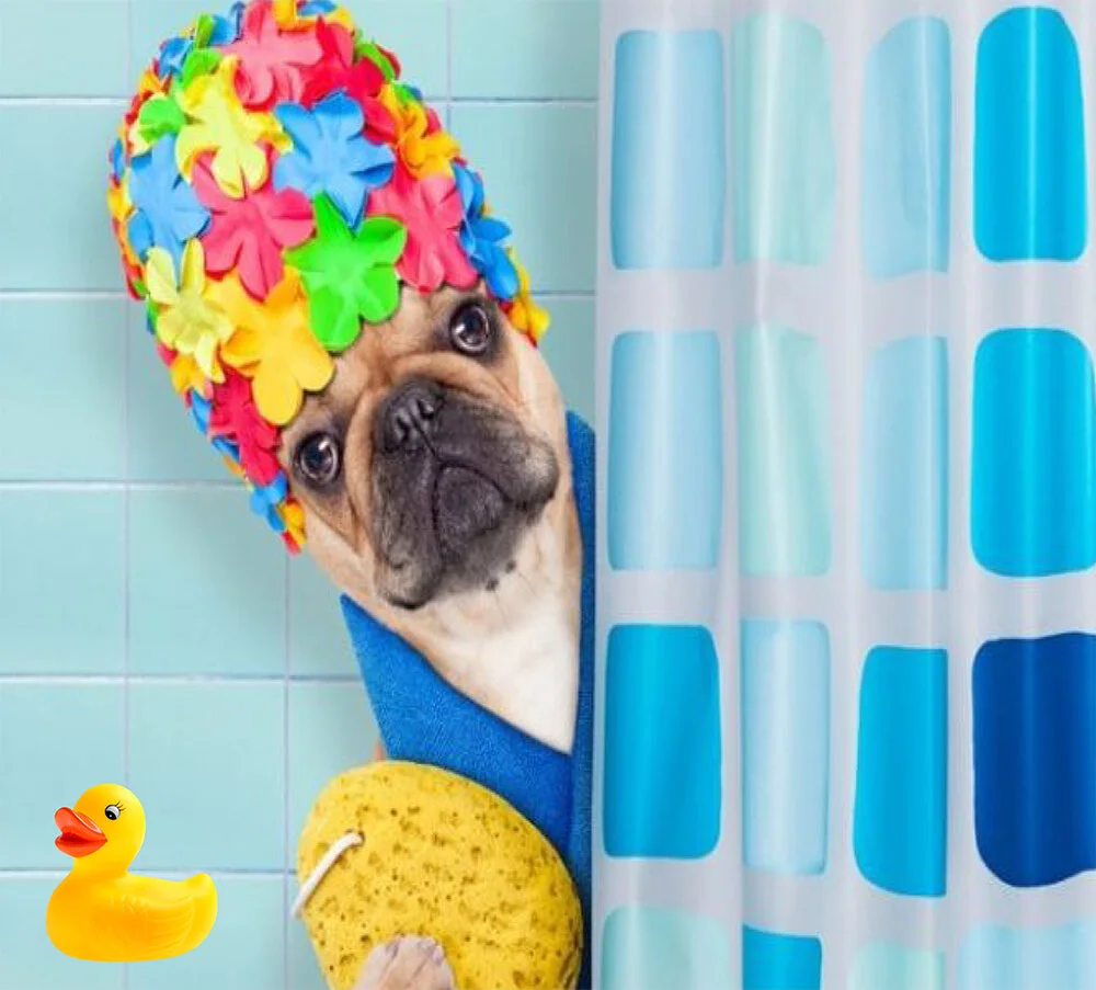 No More Dingleberries - Mobile Pet Grooming - Serving the Inland Empire ...