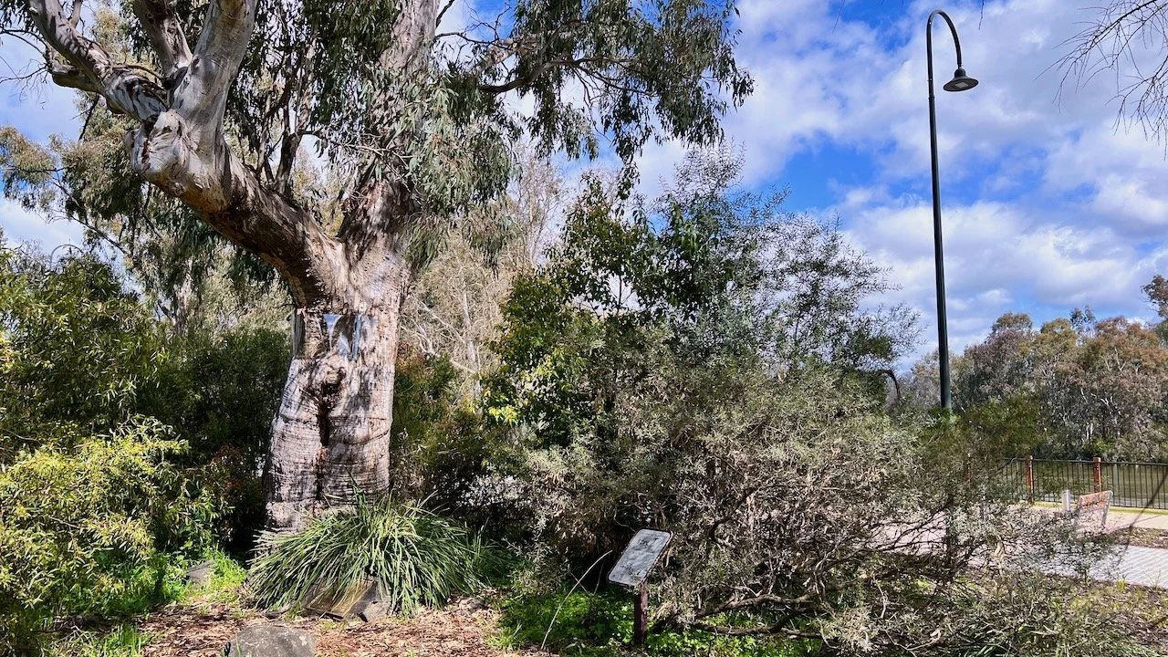 Hovell Tree — Hume + Hovell Track