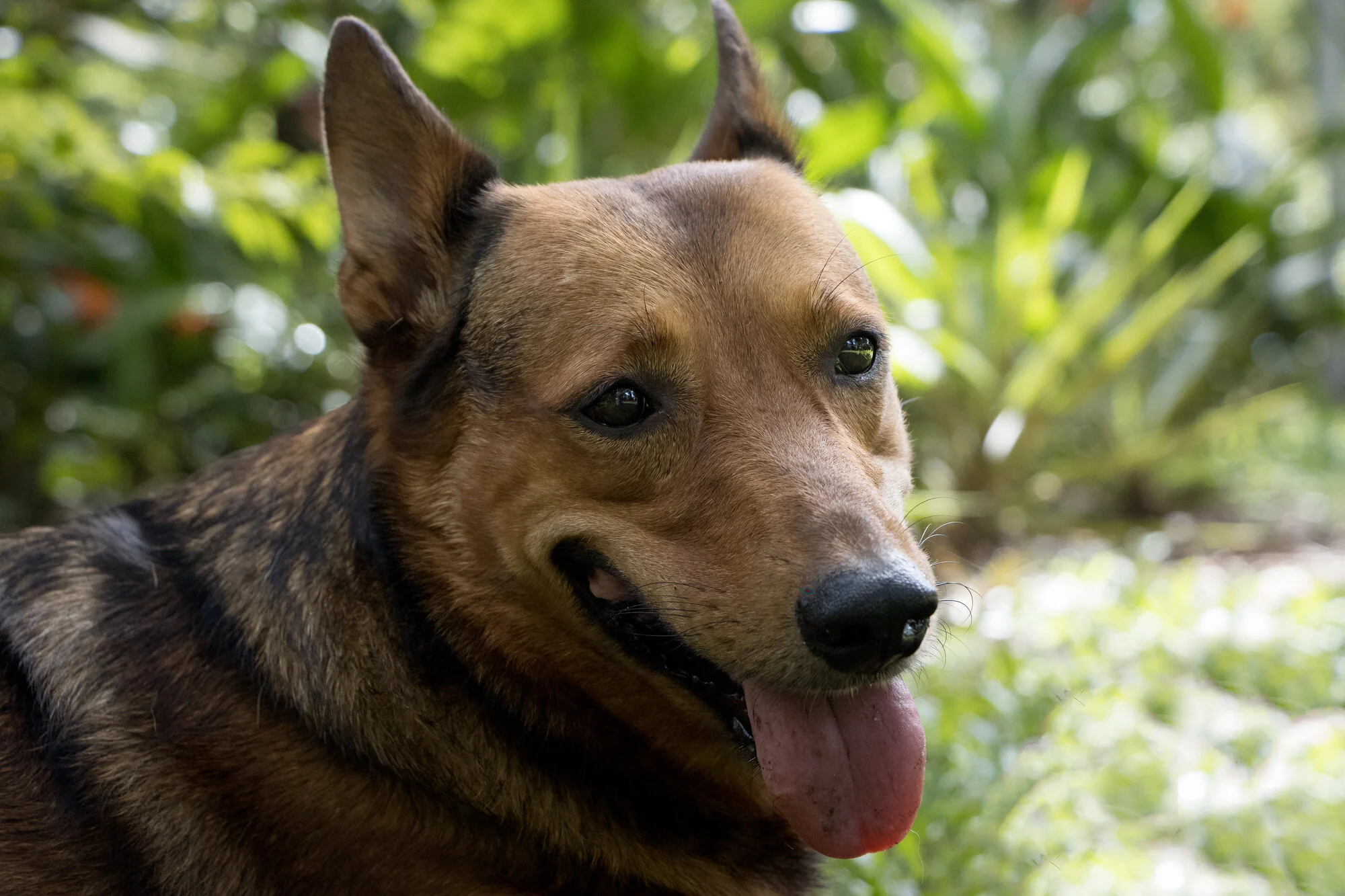 Welcome to Australian Pet Nutrition | Australian Pet Nutrition | Darwin