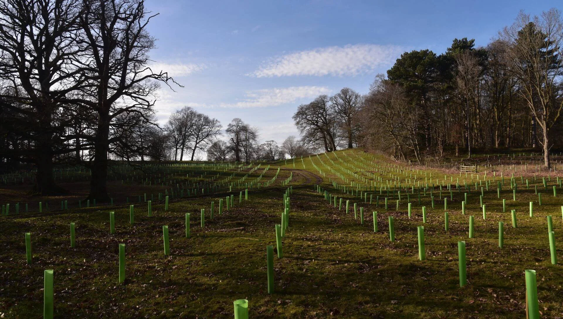 Agroforestry & Carbon Sequestration — Trinity Agtech