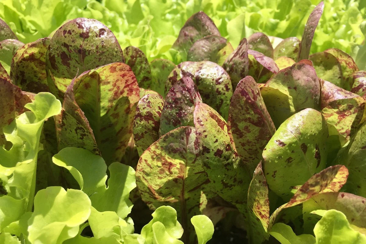 Farm — Bee Hill Farm