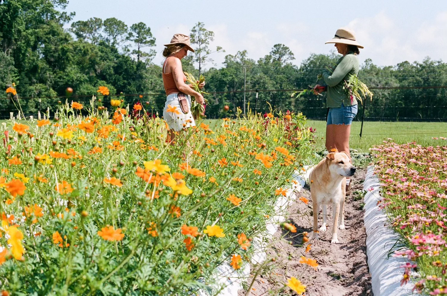 Farm — Bee Hill Farm