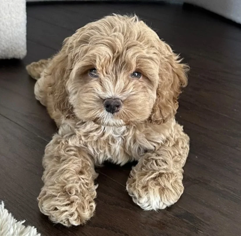 Union Hollow Doodle Co.