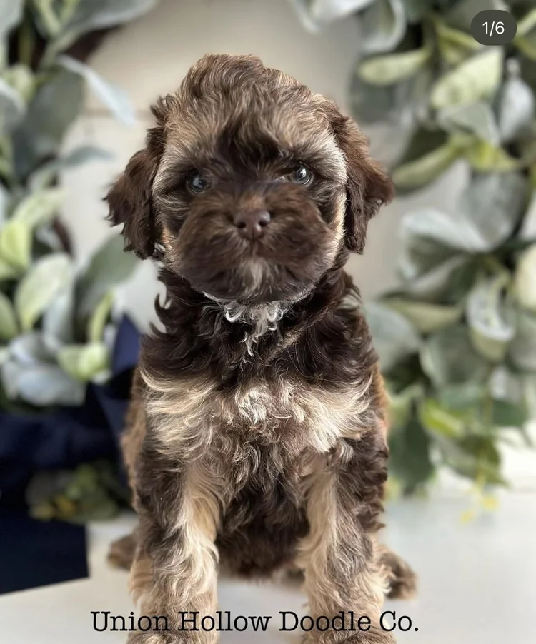 Union Hollow Doodle Co.