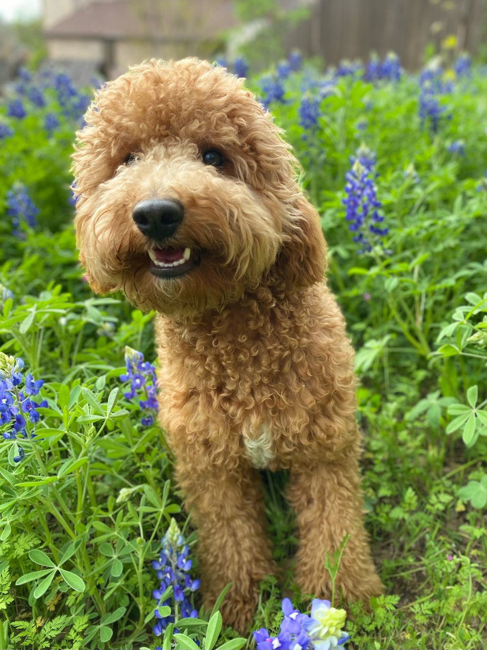 Union Hollow Doodle Co.