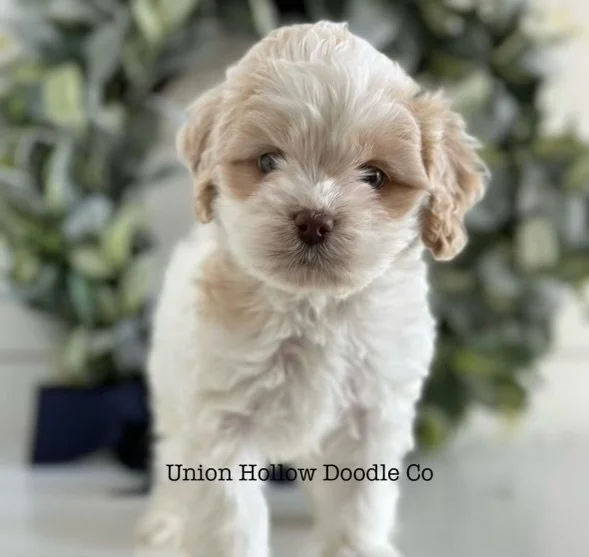 Union Hollow Doodle Co.