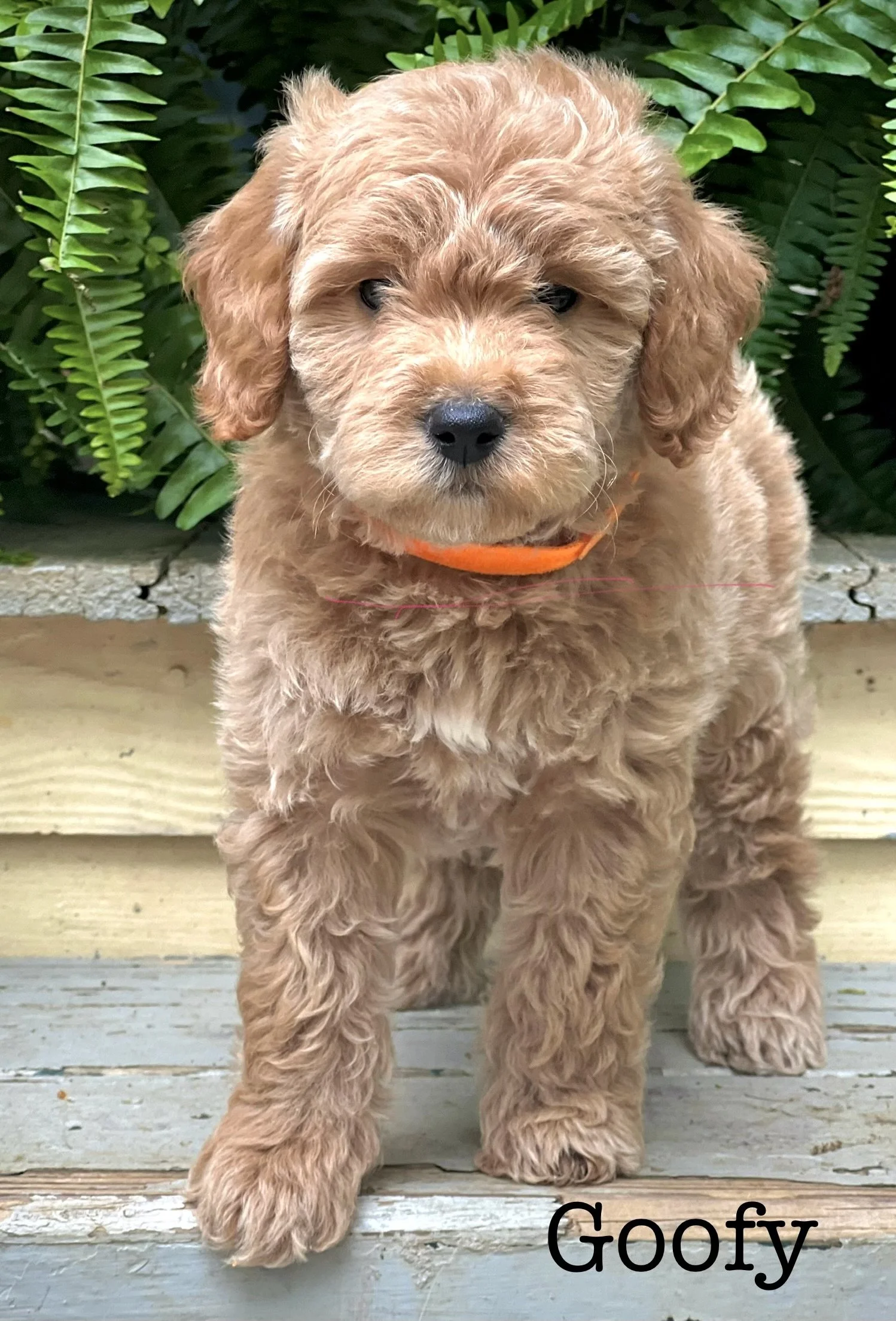 Union Hollow Doodle Co.