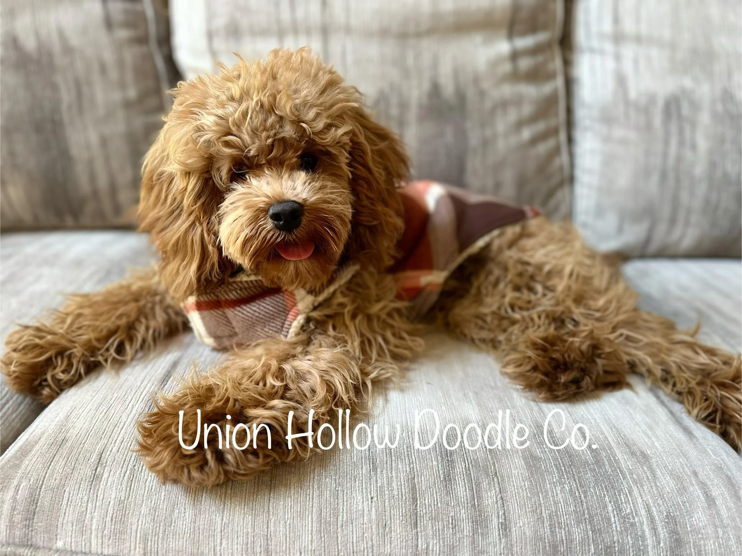 Union Hollow Doodle Co.