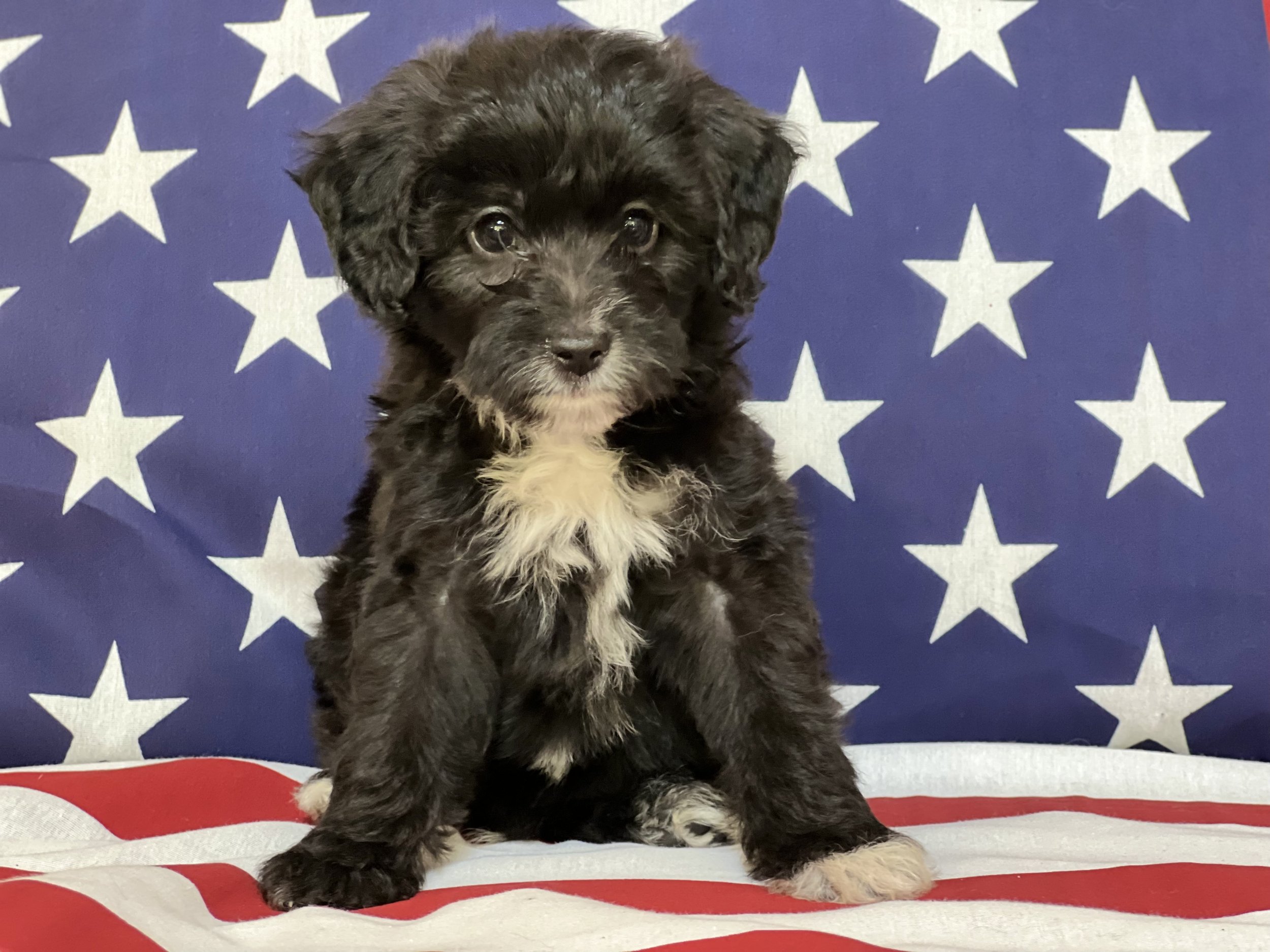 Union Hollow Doodle Co.