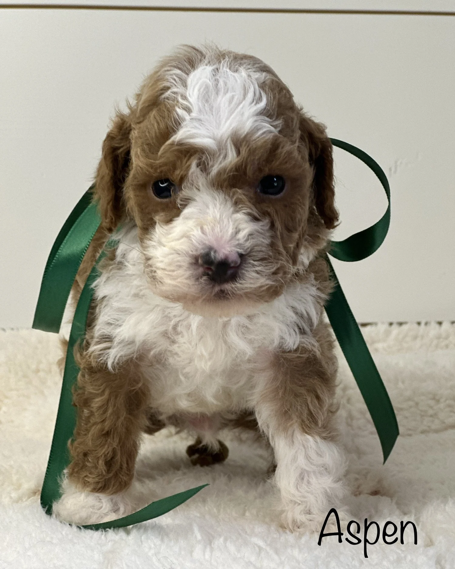 Union Hollow Doodle Co.