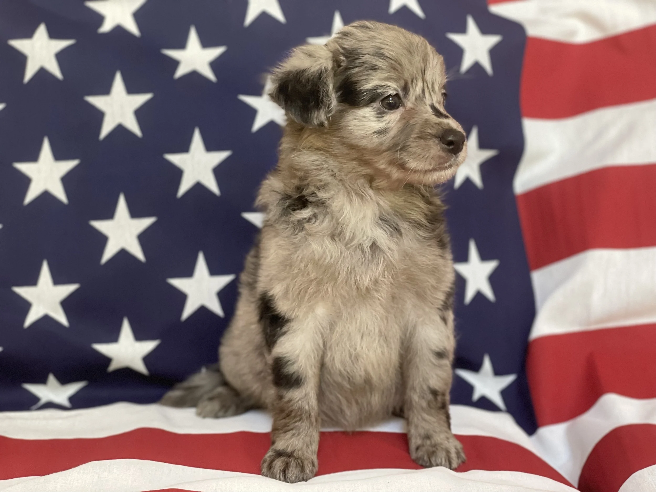 Union Hollow Doodle Co.