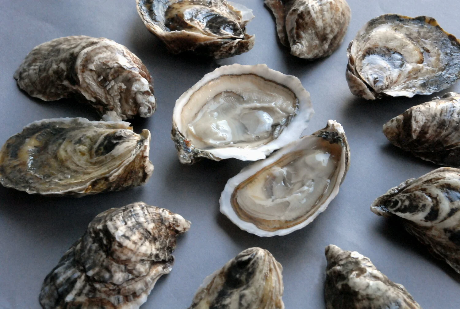 Live Oysters