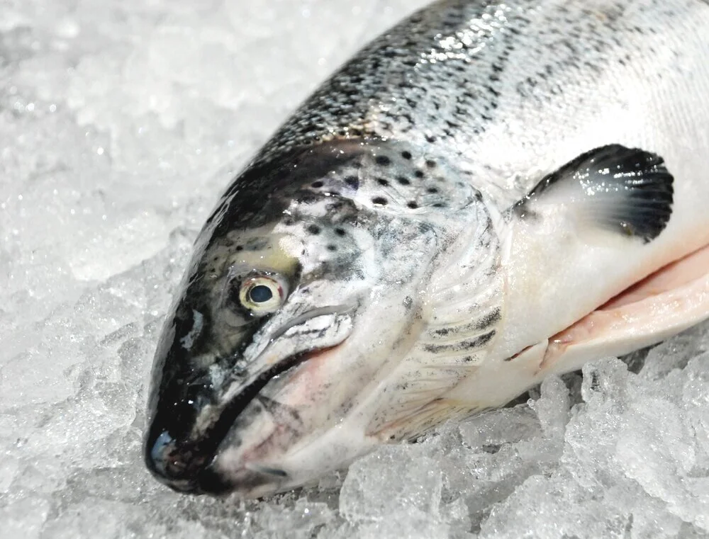 Salmon Fish Images