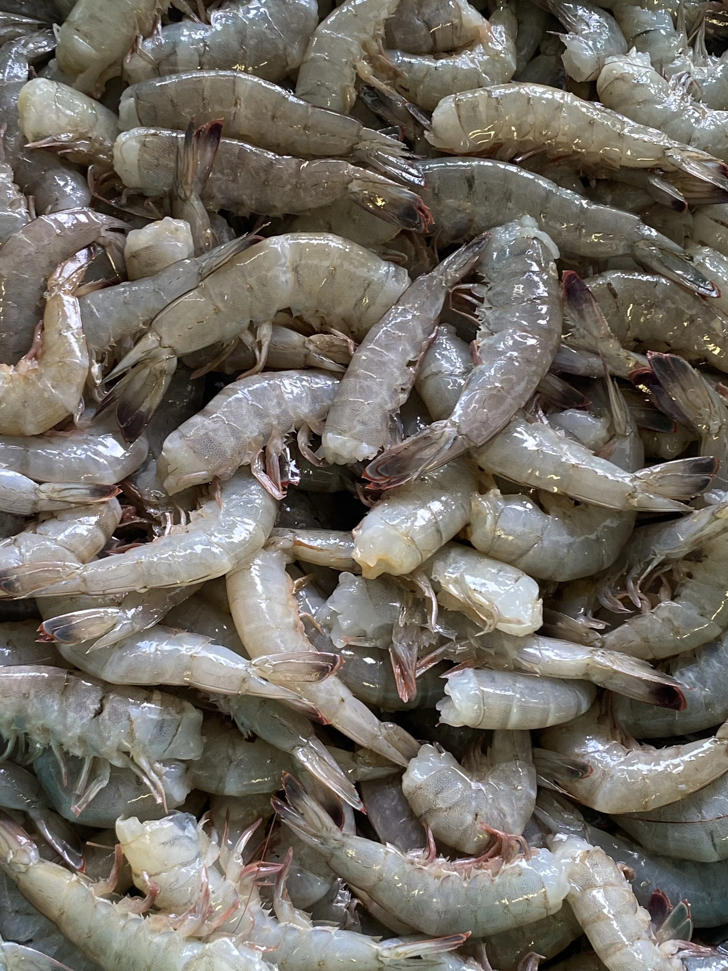 Diamond Shoal Shrimp Co.