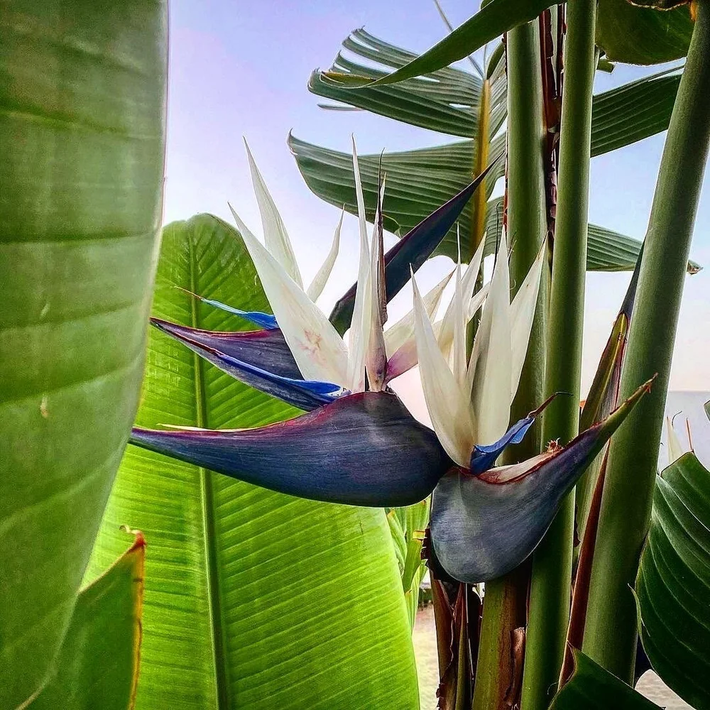 Blue Bird Of Paradise Plant