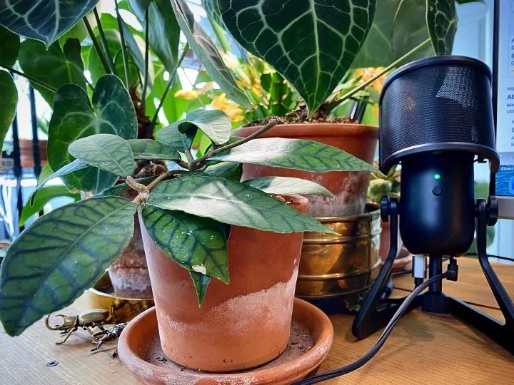 Ep. 113 - Choosing Pots — Plant Daddy Podcast