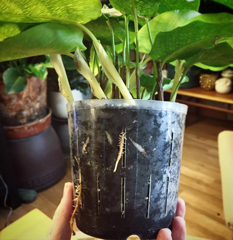 Ep. 113 - Choosing Pots — Plant Daddy Podcast