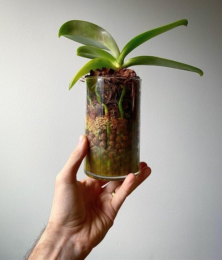 Ep. 113 - Choosing Pots — Plant Daddy Podcast