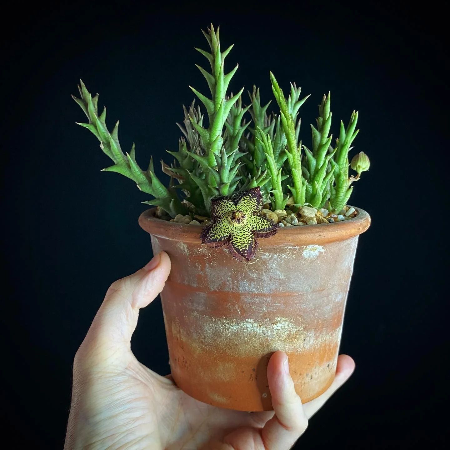 Ep. 134 - Lifesaver Plant — Plant Daddy Podcast