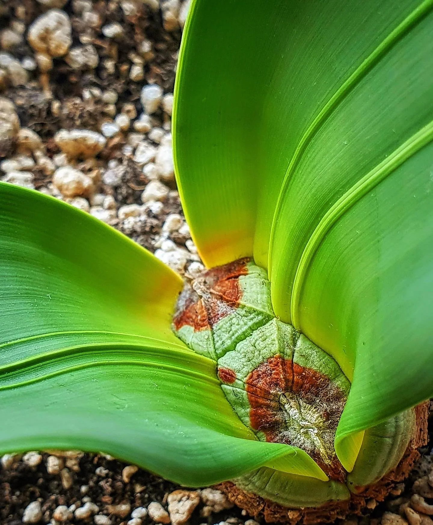 Ep. 136 - Welwitschia — Plant Daddy Podcast