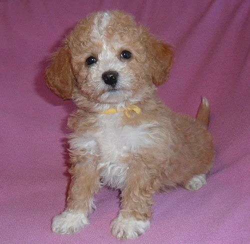 Carol's Precious Pups