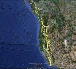 Track a Bald Eagle — Institute for Wildlife Studies