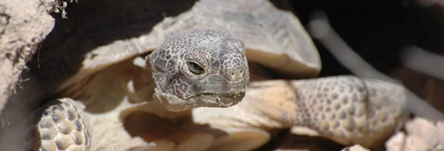 Desert Tortoise — Institute for Wildlife Studies