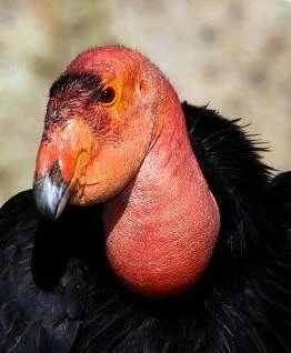 Birds — Institute for Wildlife Studies