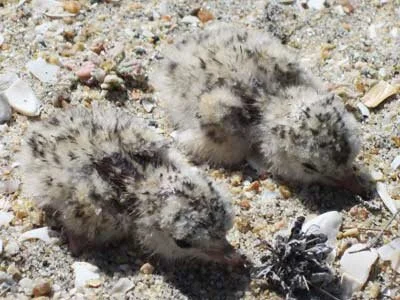 Birds — Institute for Wildlife Studies