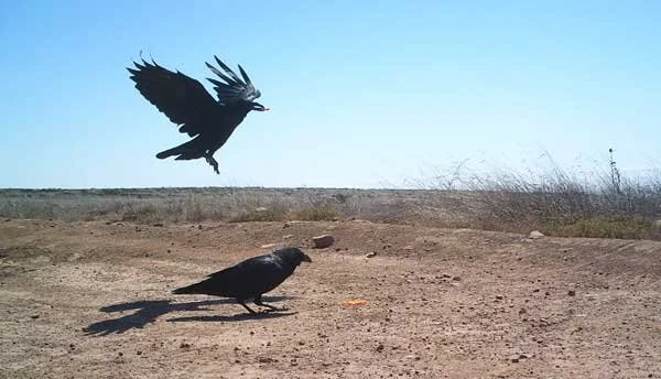 Birds — Institute for Wildlife Studies