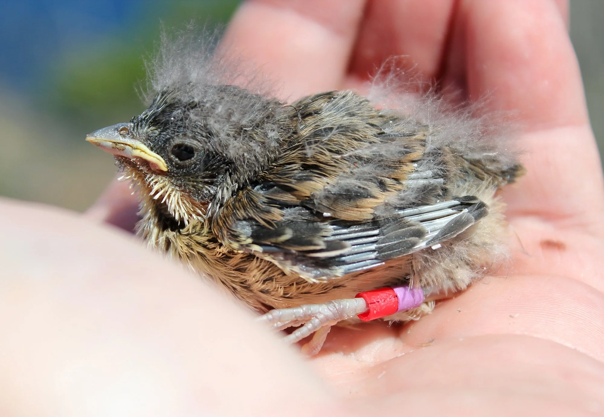 Bell's Sparrow Recovery — Institute for Wildlife Studies