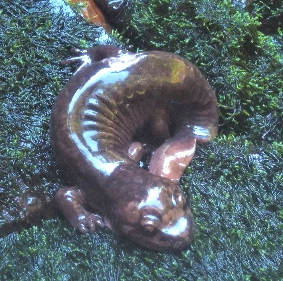 Support Amphibian Conservation Research — Institute for Wildlife Studies