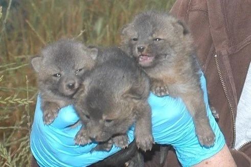 Island Fox — Institute for Wildlife Studies
