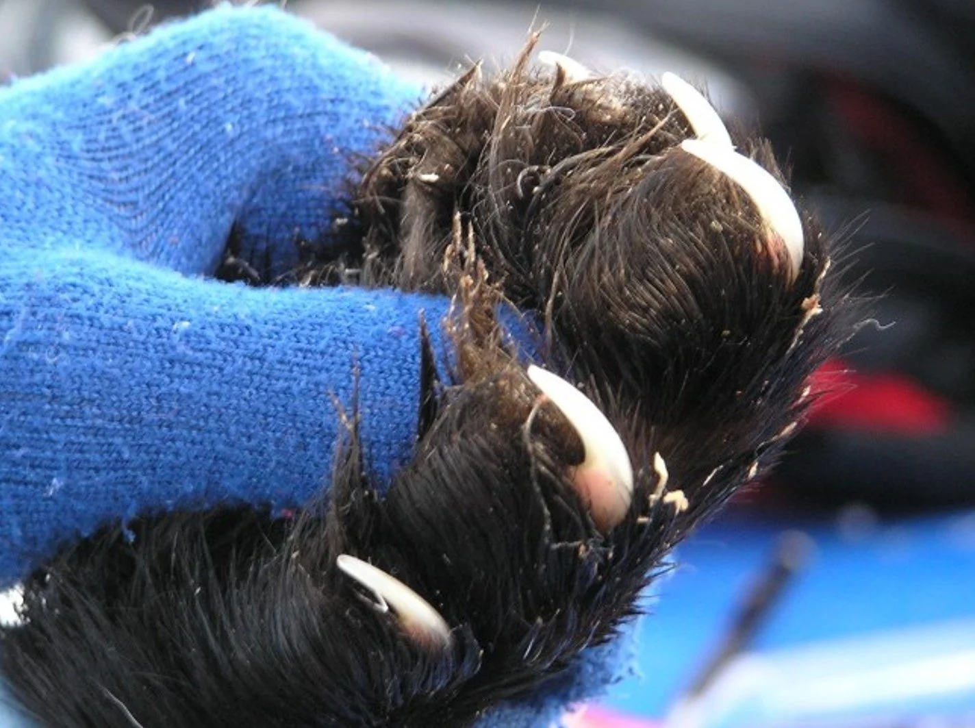 Wolverine — Institute for Wildlife Studies